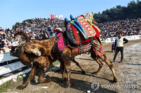 힘 겨루기터키 전통 낙타 레슬링 축제 연합뉴스