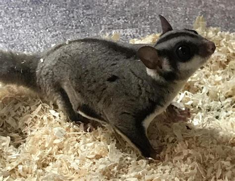 Female Sugar Glider Petloq