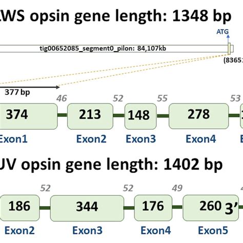 Long Wavelength Sensitive Lws And Ultraviolet Sensitive Uvs Opsin