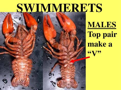 Crayfish Dissection Male