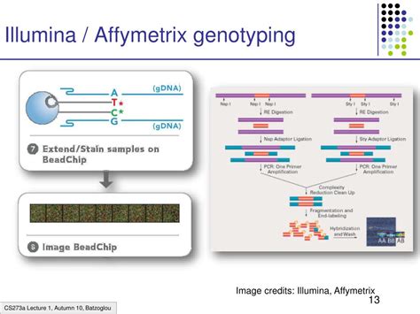 Ppt Dna Sequencing Powerpoint Presentation Free Download Id1704657