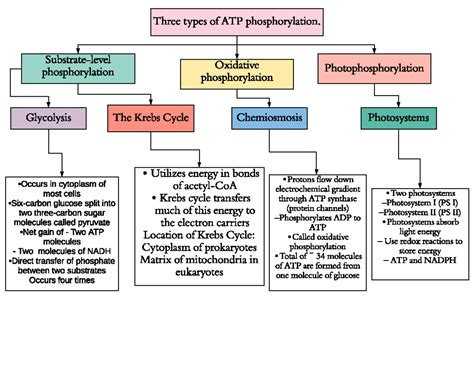 Mastering Biology Oxidative Phosphorylation Concept Map