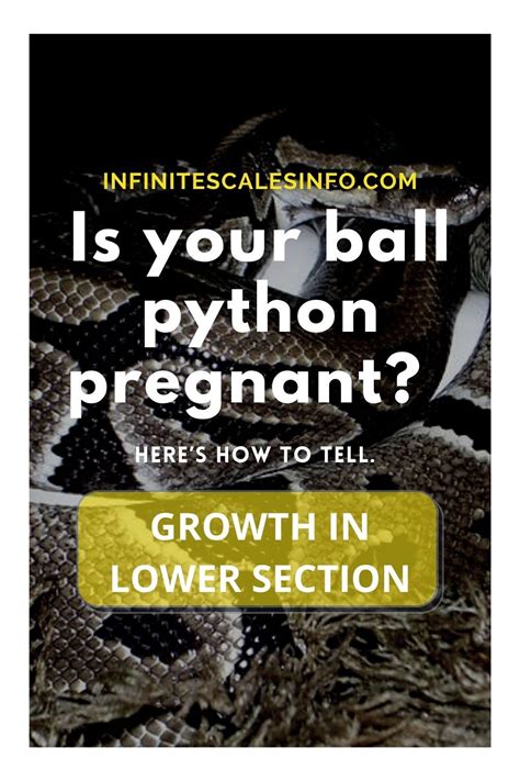 8 Signs Your Ball Python Is Pregnant Ball Python Python Pregnant
