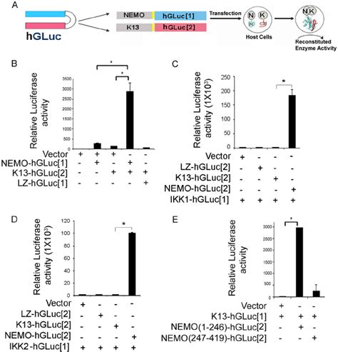 Hgluc Protein Complementation Assay For Detecting K13 Nemo Interaction