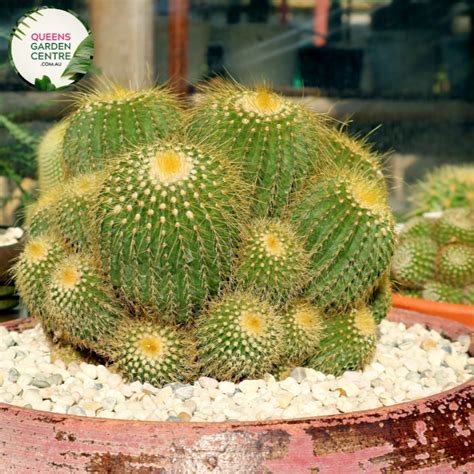 Buy Parodia Leninghausii Lemon Ball Cactus Online In Australia World