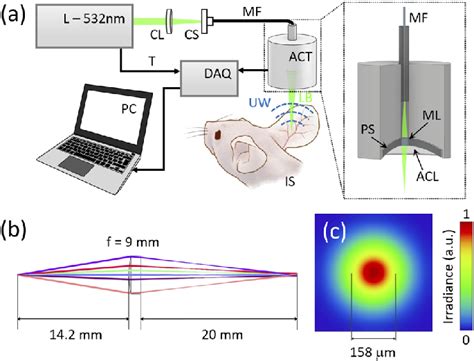 Optoacoustic Imaging Via Coaxial Alignment Of The Light Beam And The Download Scientific