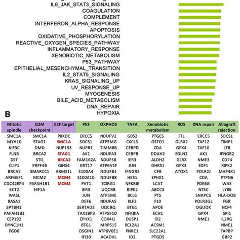 Clustering Of Pure Seminoma Samples Based On Transcriptomic Data A