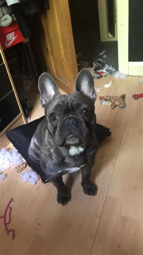 Looking Innocent After His Destruction Scrolller