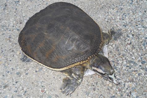 Soft Shelled Turtle