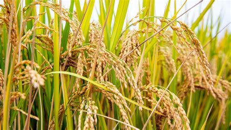 Обои близко обои пшеничное поле природа 1920x1080 Full Hd от Jorik картинки на рабочий стол и