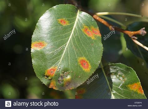Pear Rust Stock Photos Pear Rust Stock Images Alamy