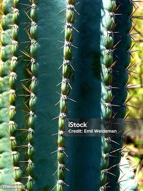 햇볕이 잘 드는 자연 환경에서 스파이크 선인장 줄기 클로즈업 큰 못으로 박은에 대한 스톡 사진 및 기타 이미지 큰 못으로 박은 식물 가시 Istock