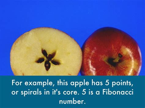 Fibonacci Sequence In Food By Ben Cheever Fibonacci Sequence In Food By Ben Cheever