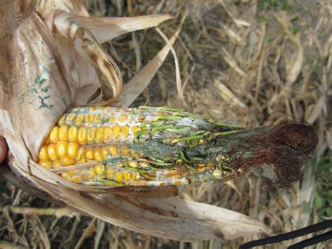 Late Season Corn Diseases Identification Bayer Crop Science Canada