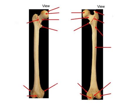 Chapter 7B Appendicular Skeleton LAB Diagram Quizlet