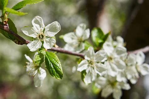 사과나무 가지에 꽃봉오리를 열었습니다 큰 꽃잎이 있는 갈색 가지에 녹색 배경에 흰색과 옅은 분홍색의 열린 꽃봉오리 일부 꽃은 이미 시들었습니다 0명에 대한 스톡 사진 및