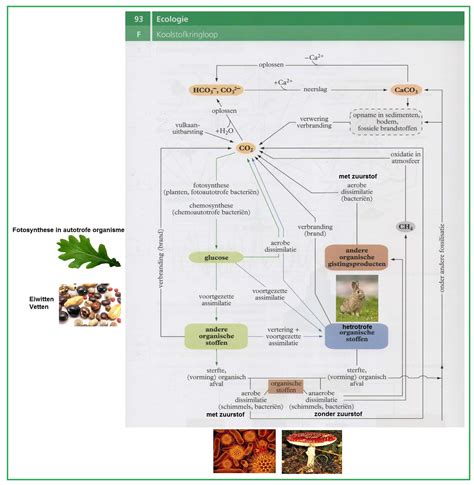 Koolstofkringloop Biologielessennl