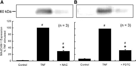 Mucosal Addressin Cell Adhesion Molecule 1 Madcam 1 Expression Is Download Scientific Diagram