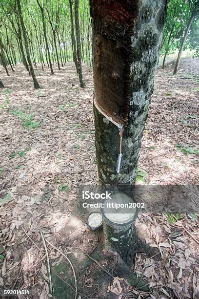 탭핑 Sap 에서 고무 나무 0명에 대한 스톡 사진 및 기타 이미지 0명 기업 재무와 산업 기후 묘사 Istock
