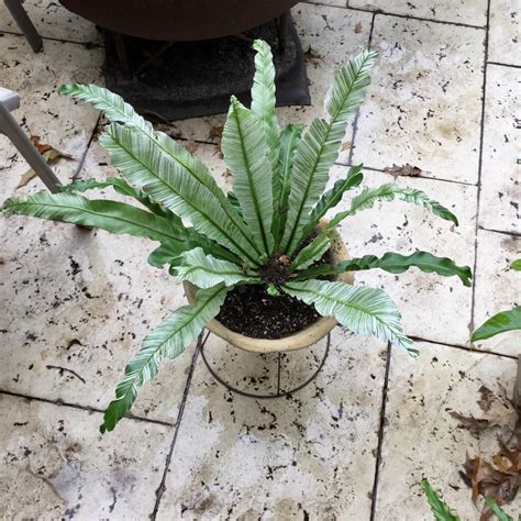 So Who Grows Bird Nest Ferns Asplenium Varieties In The Tropicals