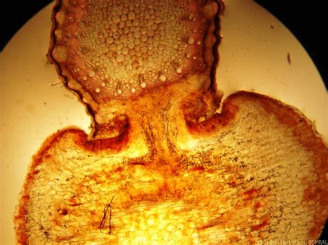 Stem Parasite Digital Herbarium Of Crop Plants