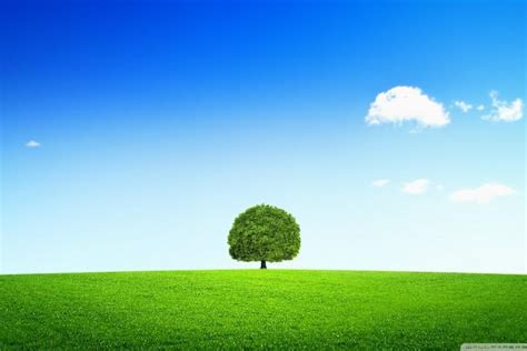 Tree Wallpaper ·① Download Free Full Hd Backgrounds For Desktop Mobile Laptop In Any