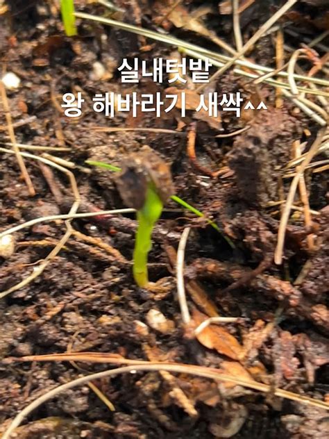 실내텃밭에 해바라기 새싹이 나왔어요 휴머스화분 실내텃밭 새싹 해바라기 Youtube