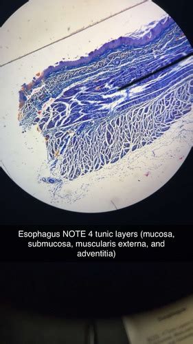 Bio 226 Digestive Lab Flashcards Quizlet