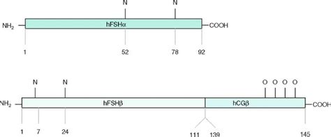 Corifollitropin Alfa Springerlink