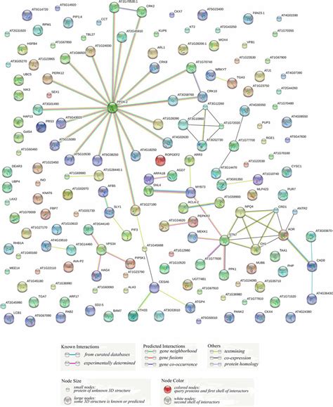 Predicted Interaction Network For Proteins Encoded By Candidate Genes Download Scientific