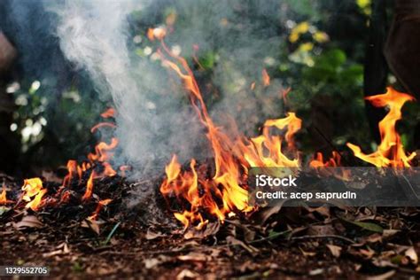 Api Yang Membakar Daun Di Hutan Foto Stok Unduh Gambar Sekarang