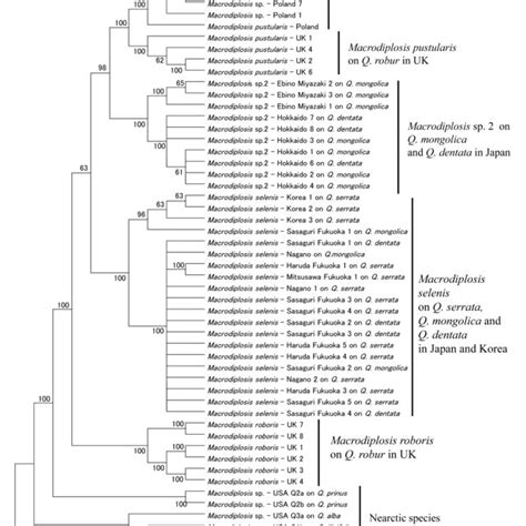 Strict Consensus Of 197 Equally Parsimonious Trees Tree Length 423 Download Scientific