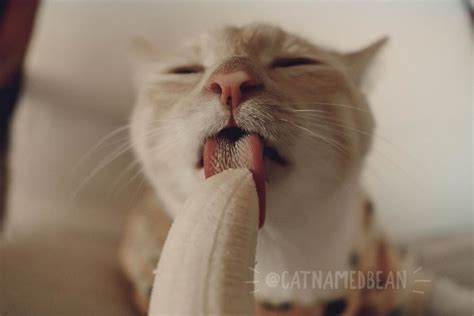 Cat Obsessed With Bananas Is Going Viral For How Inappropriate His Pics Look Bored Panda