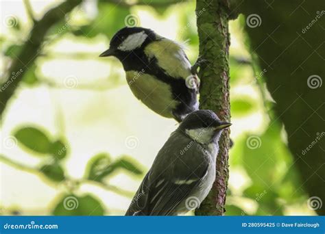 A Beautiful Animal Portrait Of A Pair Of Great Tit Birds Perched On A