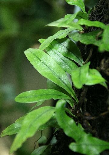 四季の山野草ヌカボシクリハラン