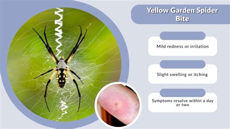 Yellow Garden Spider In Texas Size Color Habitat Identification