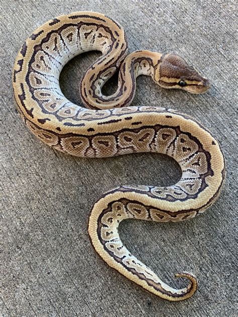 Jig Saw Ball Python For Sale Snakes At Sunset