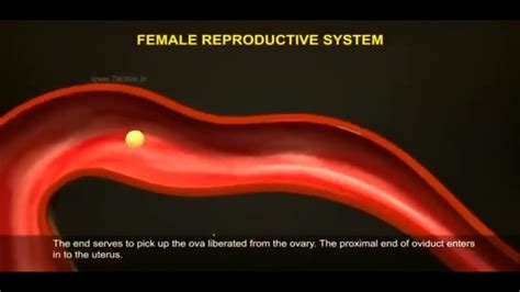 The Female Reproductive Systemdr Danihealth Information Vedios Youtube