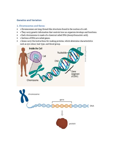 Genetics Variation And Natural Selection Pdf Sex Fertilisation