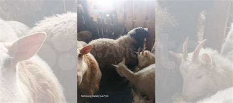 Бараны купить в Комсомольском Животные и зоотовары Авито