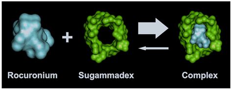 An Overview Of Sugammadex Wfsa Resources