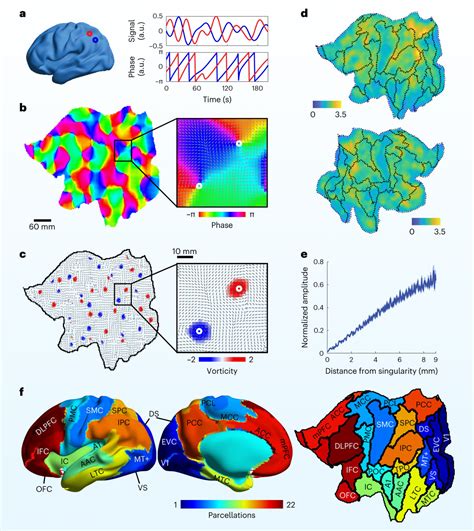 Neuroscientists Detect Spiral Shaped Signals That Organize Brain
