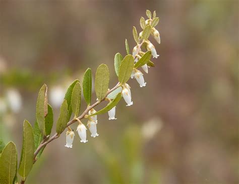 Leatherleaf Chamaedaphne Calyculata