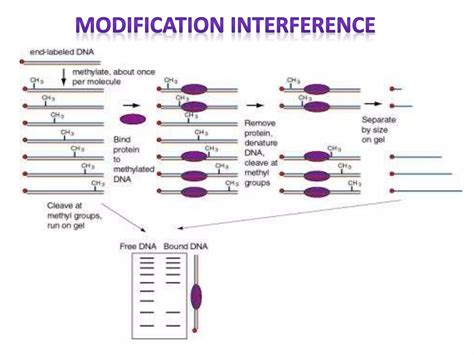 Dna Binding Proteinmotif Pptx Chemistry Science