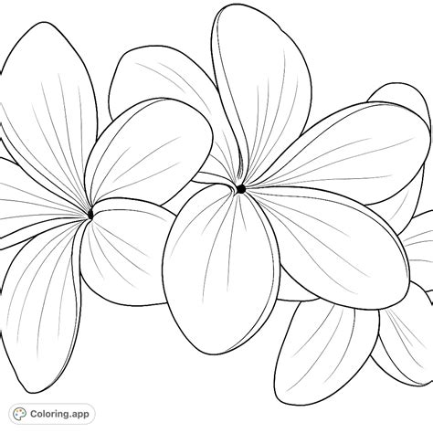 Dibujos Para Colorear De Plumeria