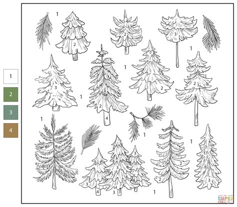 Color By Number Evergreen Tree Free Printable Coloring Pages