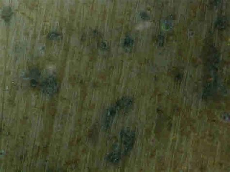 Micro Structure Of Cement Clinker At Temperature Of Sintering 1300 O C Download Scientific