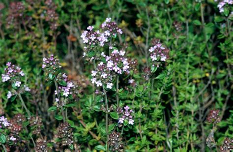 Common Thyme Flowers At Shirley Pearson Blog