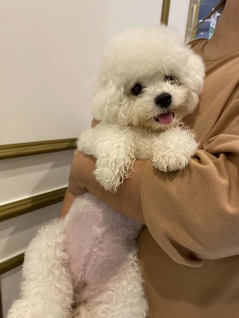 대구강아지무료분양 달성군강아지무료분양 대구미니비숑무료분양 달성군미니비숑무료분양 대구 2021 0074 미니비숑 딸기 책임분양