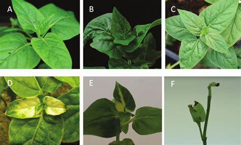Tobacco Rattle Virus Trv Mediated Virus Induced Gene Silencing Vigs Download Scientific